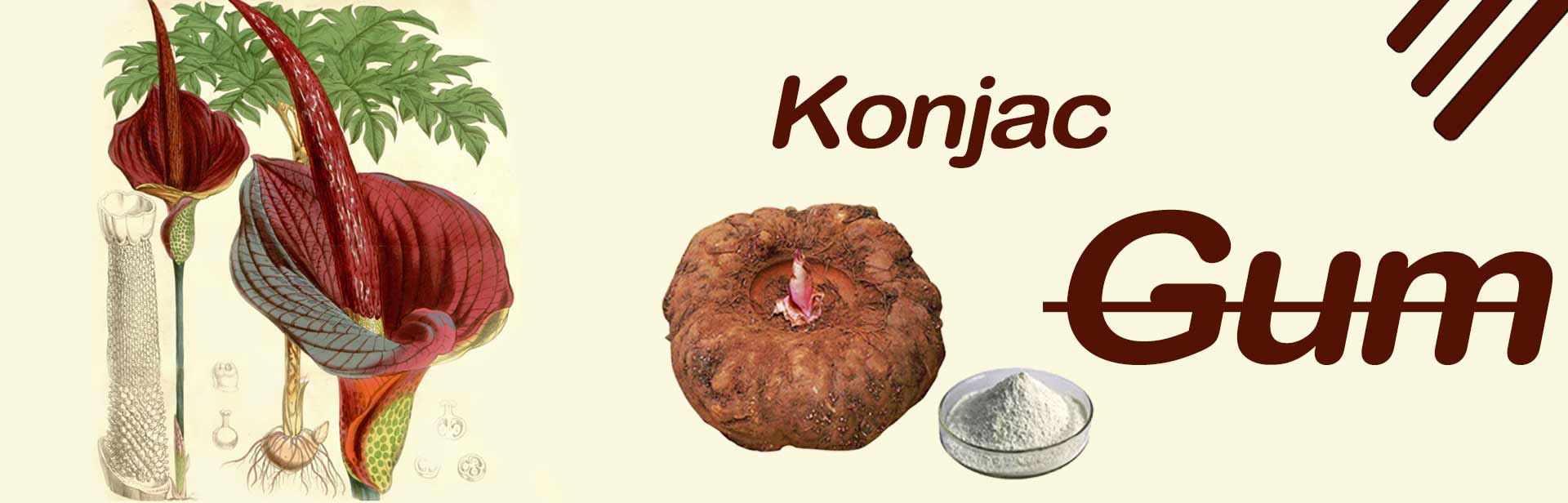 The main application of konjac gum - Foodchem International Corporation