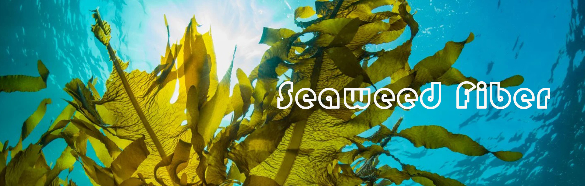 Seaweed Fiber Supplier - Foodchem International Corporation